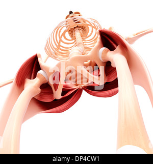 Human muscle (coccygeus), illustration Stock Photo - Alamy