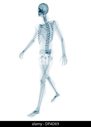 Skeleton walking, artwork Stock Photo - Alamy