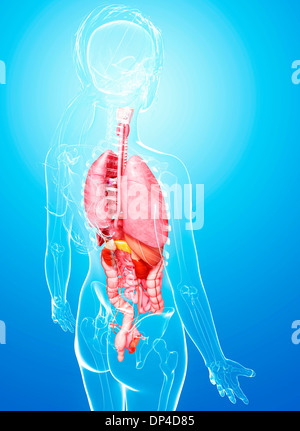 Illustration of female liver and pancreas Stock Photo - Alamy