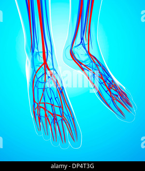 Human foot cardiovascular system, artwork Stock Photo - Alamy