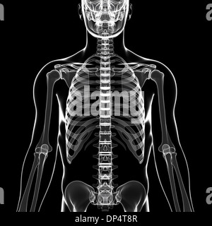 ILLUSTRATION ADULT HUMAN SKELETON FRONT VIEW Stock Photo - Alamy