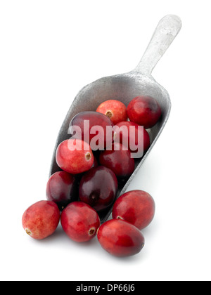 Fresh cranberries and cranberry berry cut in half isolated on white ...