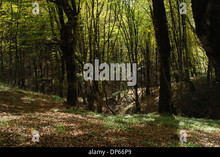 Forest at Nagorno-Karabakh Stock Photo - Alamy