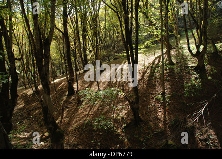 Forest at Nagorno-Karabakh Stock Photo - Alamy