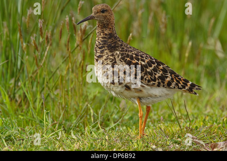 ruff (Philomachus pugnax), female on shore, Germany, Schleswig-Holstein ...