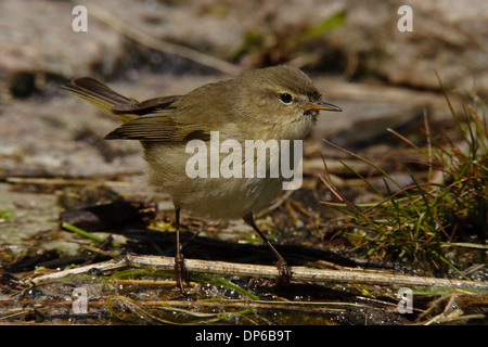 Common Chiffchaff - Phylloscopus collybita Stock Photo - Alamy