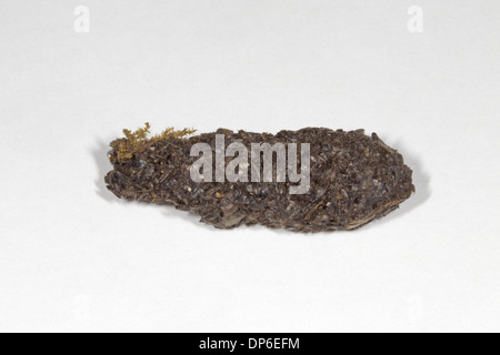 HEDGEHOG DROPPINGS Stock Photo - Alamy