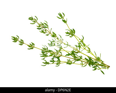 bunch of fresh thyme sprigs Stock Photo - Alamy