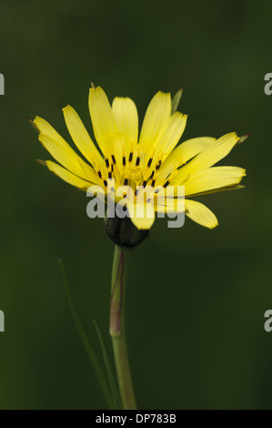 Crepis vesicaria, beaked hawksbeard Stock Photo - Alamy