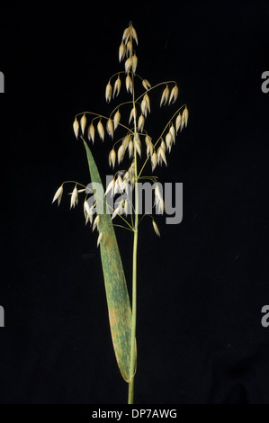 Oat crown rust, Puccinia coronata, on oats flag leaf Stock Photo - Alamy