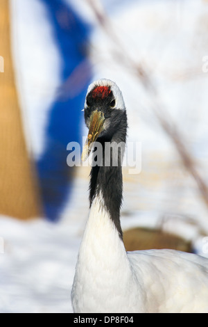 Portrait of red-crowned crane also called the Manchurian crane or ...