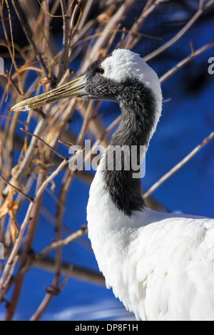 Portrait of red-crowned crane also called the Manchurian crane or ...