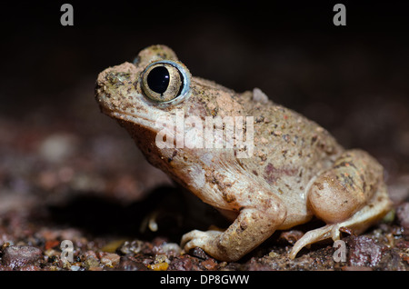 Chihuahuan Spadefoot Toad, (Spea multiplicata stagnalis), calling male ...