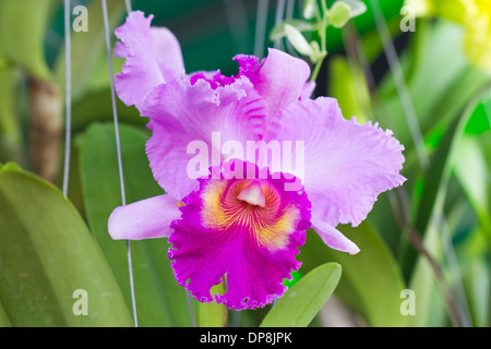 Bouquet of hybrid pink Cattleya orchid flower in garden, flower ...