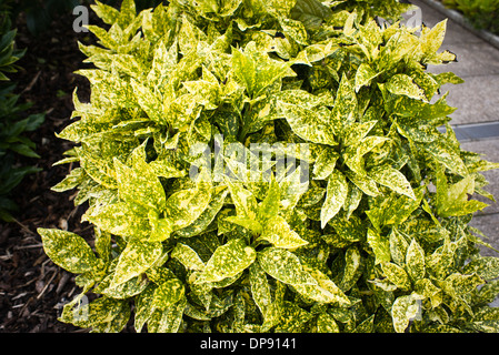 Yellow variegated leaves of the hardy evergreen climbing ivy, Hedera ...