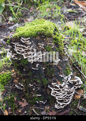 Bjerkandera fumosa belongs to the family of the Meruliaceae fungi Stock ...