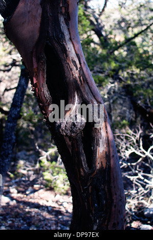 A close-up of the Texas madrone tree (Arbutus xalapensis), known for ...