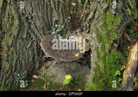Oak Bracket Fungus: Inonotus dryadeus. At base of Oak tree. Surrey, UK ...
