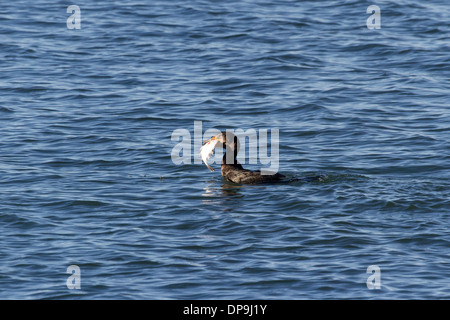 Double crested Cormorant catching fish Stock Photo - Alamy