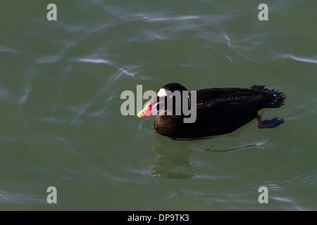 Surf Scoter water bird in bc canada Stock Photo - Alamy
