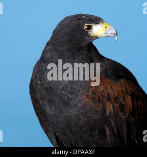 Close up portrait of a Harris hawk Stock Photo - Alamy