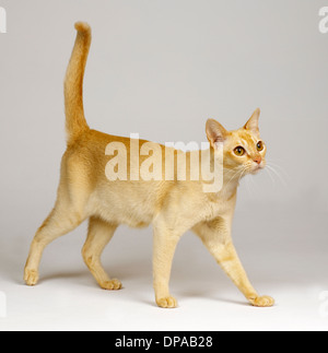 Burmese Red Cat Stock Photo - Alamy