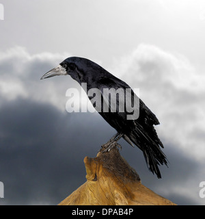 Rook on tree stump Stock Photo - Alamy