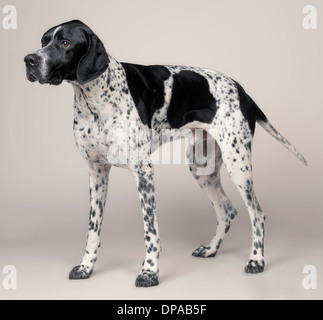 Dog English Pointer / adult standing in a meadow Stock Photo - Alamy