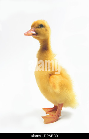Fluffy yellow duckling, side view Stock Photo - Alamy
