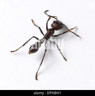 Close up shot of an ant Stock Photo - Alamy
