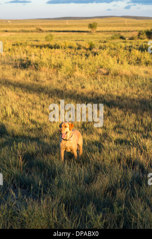 Yellow Lab hunting in a Colorado field Stock Photo - Alamy