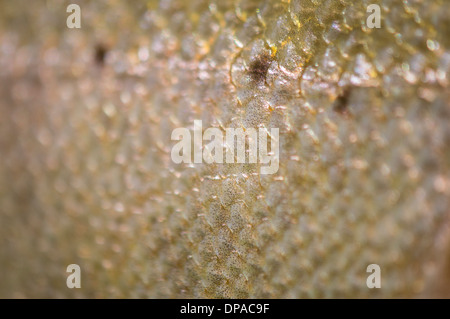 Rainbow trout scales Stock Photo: 449373 - Alamy
