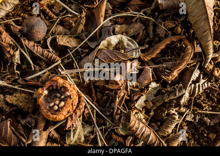 Death nature, Natureza morta Stock Photo - Alamy