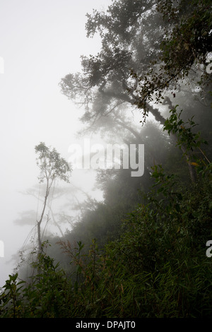 Fog at dawn in Machu Picchu. Peru. No people Stock Photo - Alamy