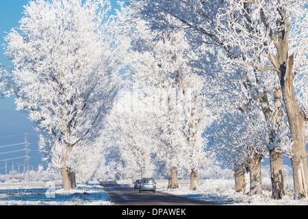 Road and avenue of frosty Populus alba trees on a winter morning Stock ...