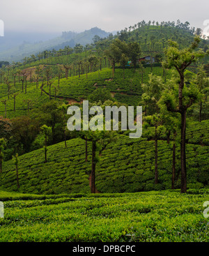 Tea plantation, Valparai, Tamil Nadu, India Stock Photo - Alamy