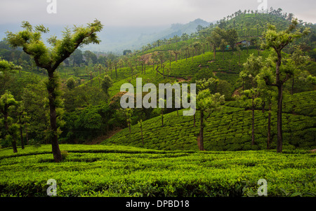 Valparai Tea Plantation (Tamil Nadu, India Stock Photo - Alamy