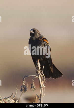 Immature Red winged Blackbird Stock Photo - Alamy