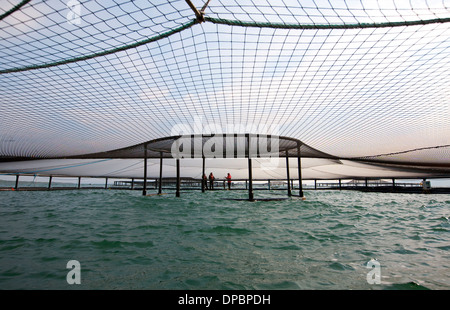 Halibut Fish Farm, Isle of Gigha, Scotland Stock Photo - Alamy