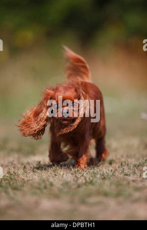 Cavalier King Charles spaniel running in a meadow Stock Photo - Alamy