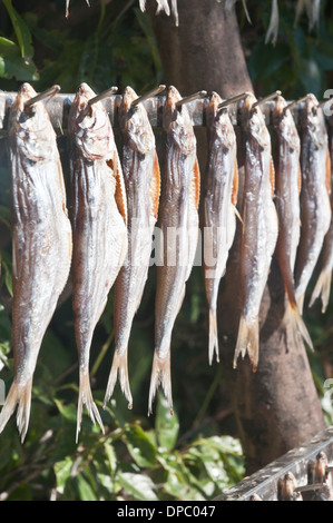 Alosa agone fish being dried, lake Como, Italy Stock Photo - Alamy