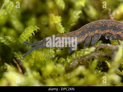 New Zealand Velvet-worm (Peripatoides novaezealandiae) adult, walking ...