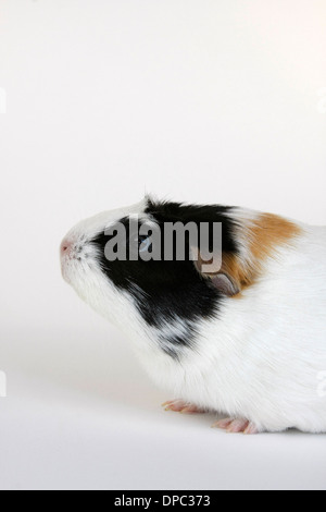 Tri color Guinea Pig on white background Stock Photo - Alamy