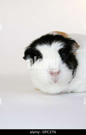 Tri color Guinea Pig on white background Stock Photo - Alamy