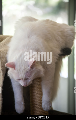 White cat planking on top of his scratch post funny pose Stock Photo ...
