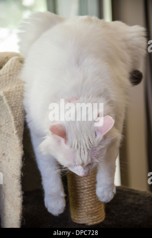 White cat planking on top of his scratch post funny pose Stock Photo ...