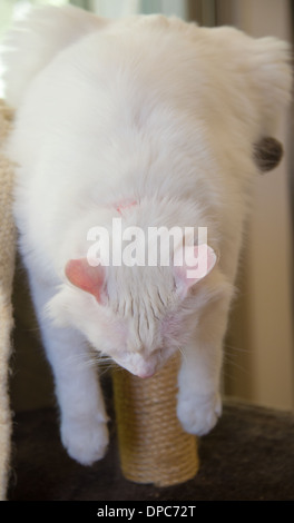 White cat planking on top of his scratch post funny pose Stock Photo ...