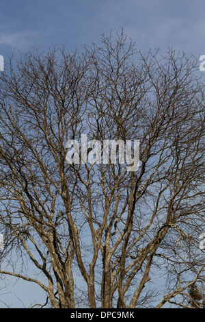 Dormant tree branches Stock Photo - Alamy
