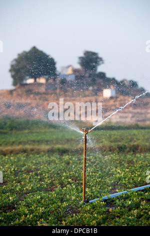 Watering Groundnut / Peanut plants in India with water sprinklers ...