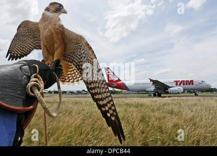 Asuncion, Paraguay. 12th Jan, 2014. A peregrine falcon eats food in a ...